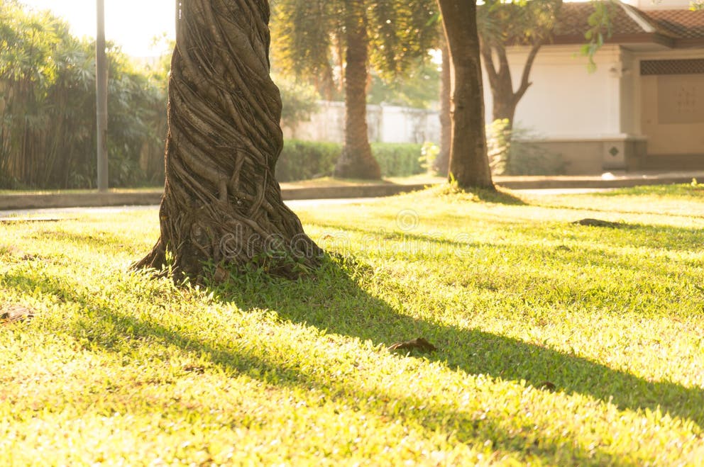 Sunset in Park with Trees and Green Grass Stock Photo - Image of ...