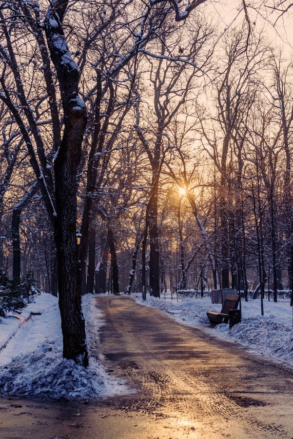 Sunset in the Park in Winter Stock Photo - Image of trees, birch: 268828298