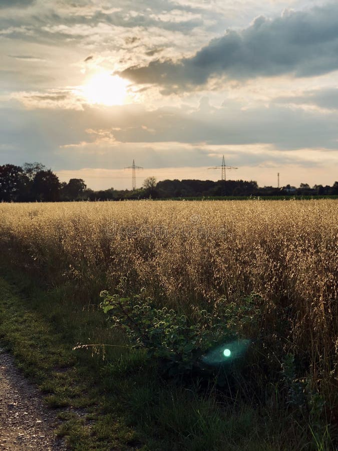 Sunset and Path through a Meadow Stock Photo - Image of mysterious ...