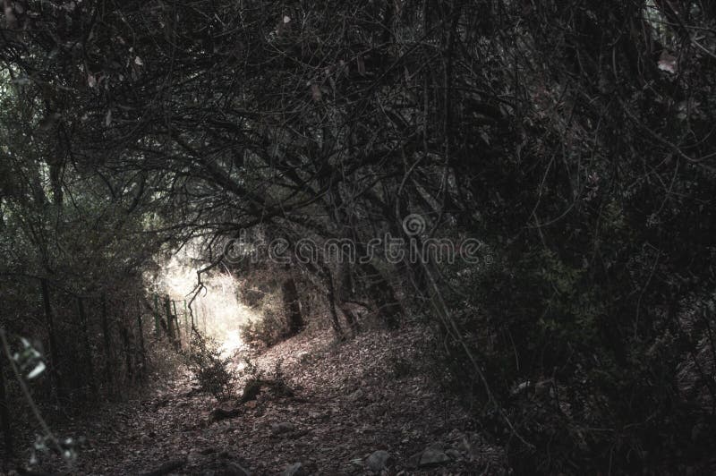 Sunset on a Path Inside a Forest on the Slopes of the Sierra De Badaia ...