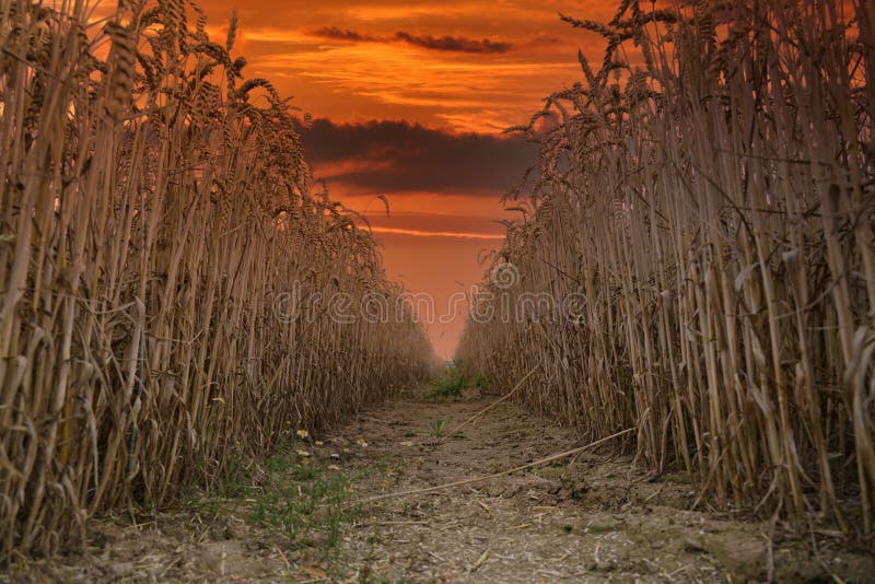 A Sunset with a Path in the Wheat Field and a View To the Sky Stock ...