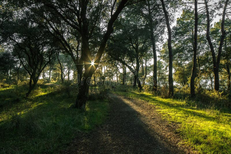 A Pathway At Sunset Leading To Calm Waters Stock Photo - Image of lake ...