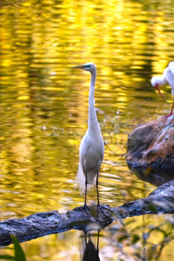 Peace River narrow point stock image. Image of shore - 142146927