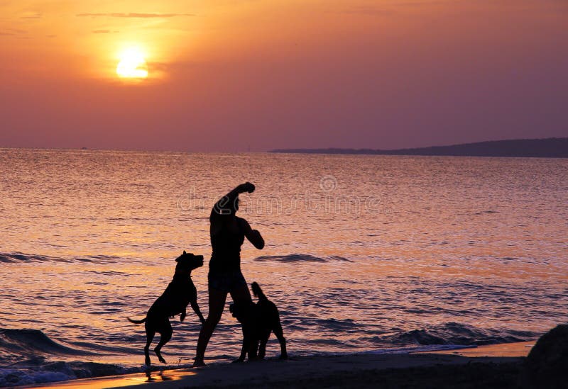 Sunset stock image. Image of summer, water, dogs, silhouette - 61055003
