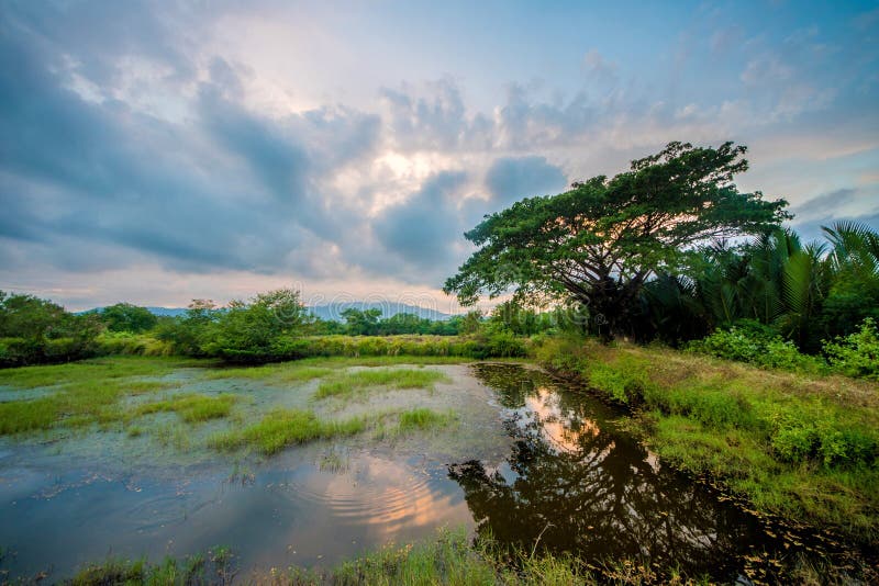 Sunset Philippines stock photo. Image of farm, pond, sunset - 87530384