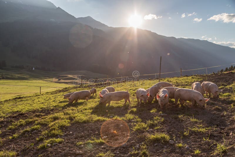 Sunset_pigs stock photo. Image of alps, farming, snout - 210464920