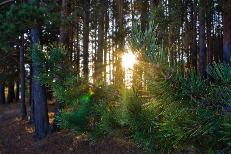 Sunset in the Pine Forest. Beautiful Spruce Branches in the Sun Stock ...