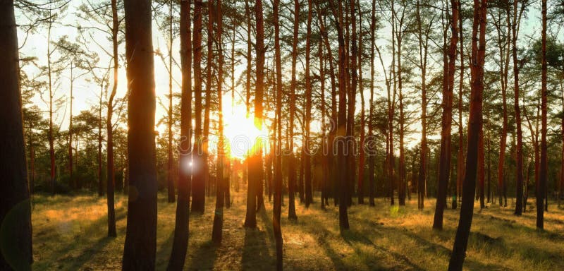 Sunset in the Pine Forest the Evening Sky is Orange Forest in Summer 3d ...