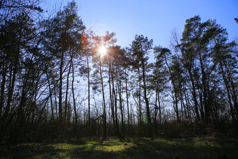Sunset in a pine forest. stock photo. Image of rural - 38732280