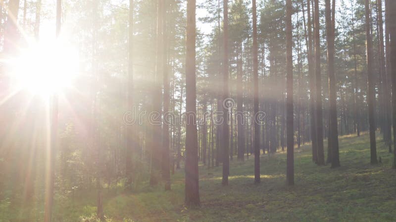 Sunset in Pine Forest with Light Rays Stock Footage - Video of foliage ...