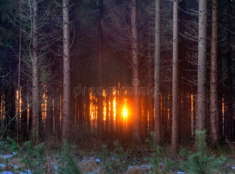 Sunset in a pine forest stock image. Image of stems - 106205207