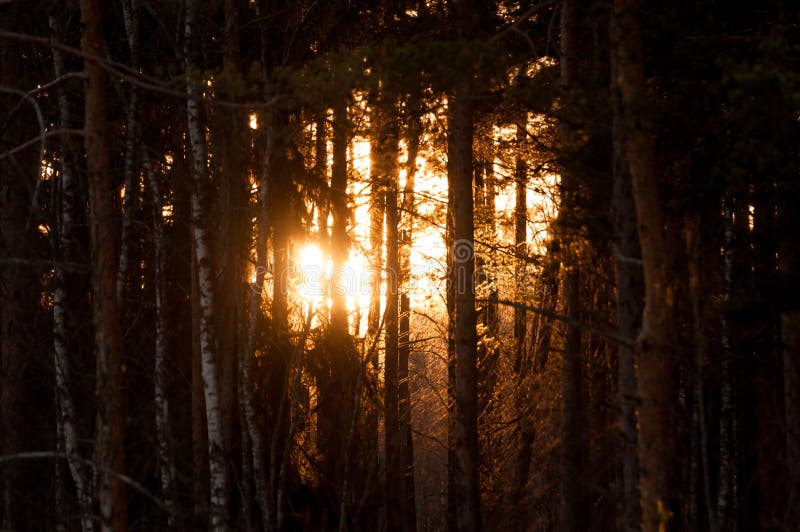 Sunset in the Pine Forest. Sun Rays Blooming Trough the Trees Stock ...
