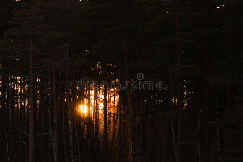 Sunset in the Pine Forest. Sun Rays Blooming Trough the Trees Stock ...