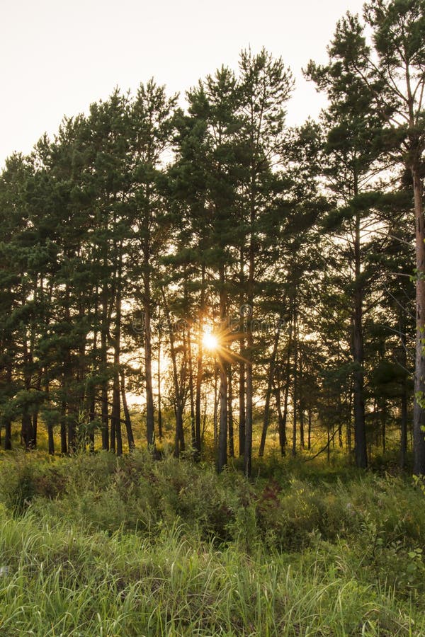 Sunset Pine Trees stock image. Image of scenic, orange - 21213951
