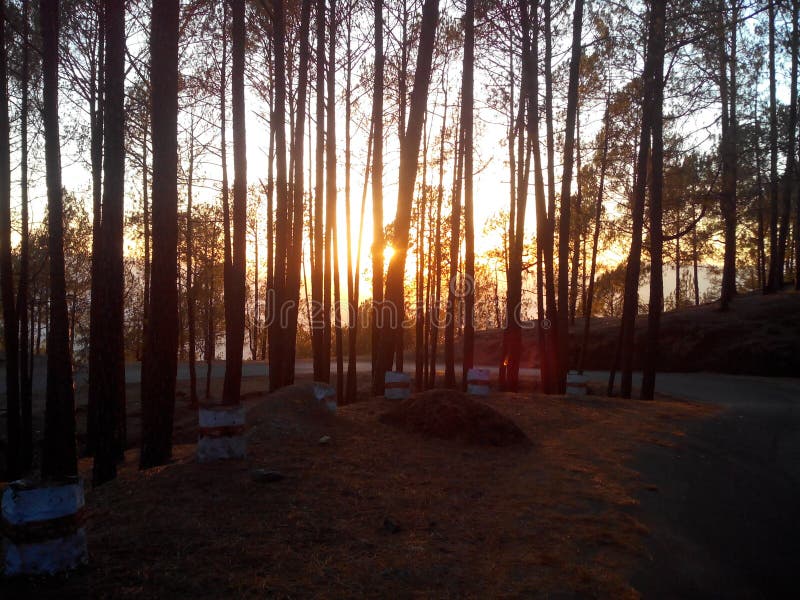 Cheed Trees Stock Photos - Free & Royalty-Free Stock Photos from Dreamstime