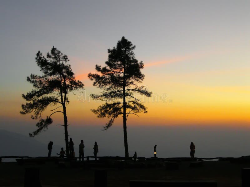 Sunset through pine tree stock image. Image of sunset - 84141871