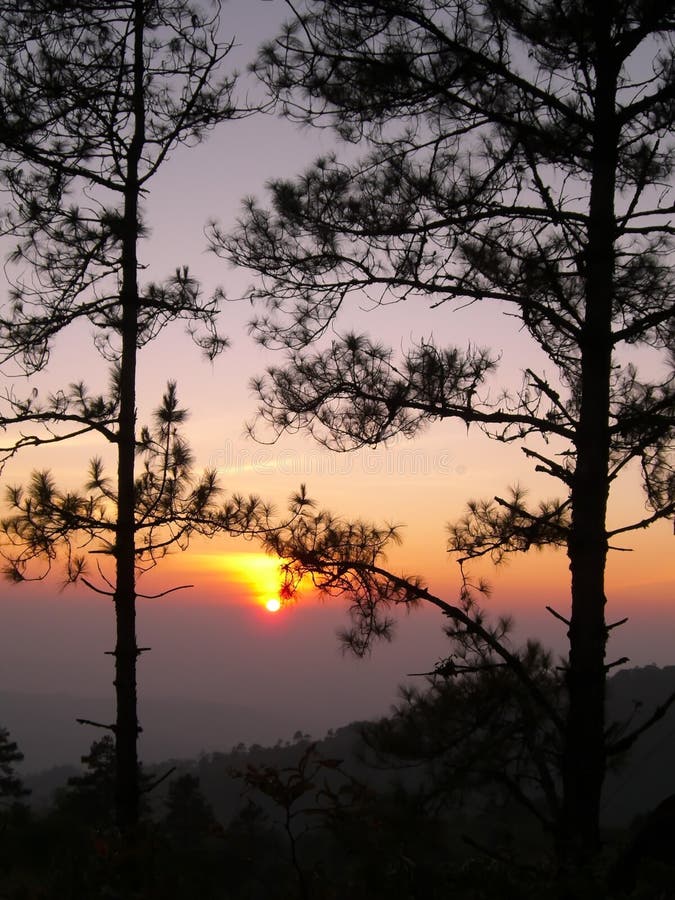 Sunset through pine tree stock image. Image of morning - 84142259