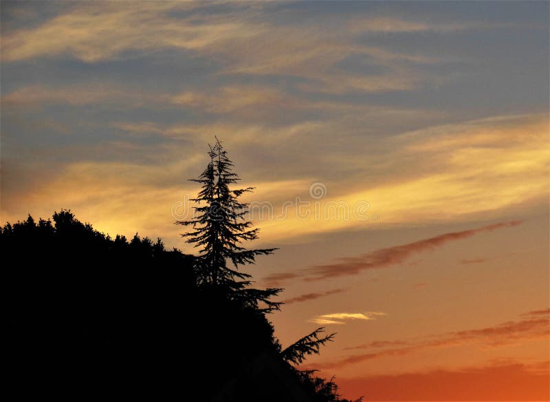 Sunset with Pine Tree stock photo. Image of colors, clouds - 206540096
