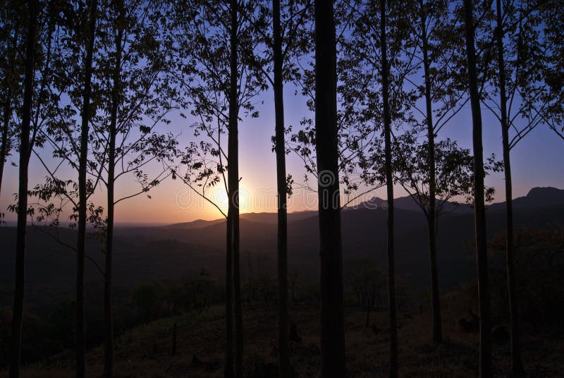 Sunset with Pine Tree in Foreground with Night on the Way Stock Image ...