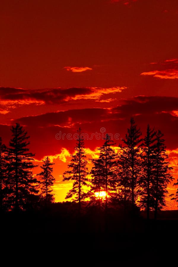 Sunset Pine Trees stock photo. Image of beautiful, pine - 21214054