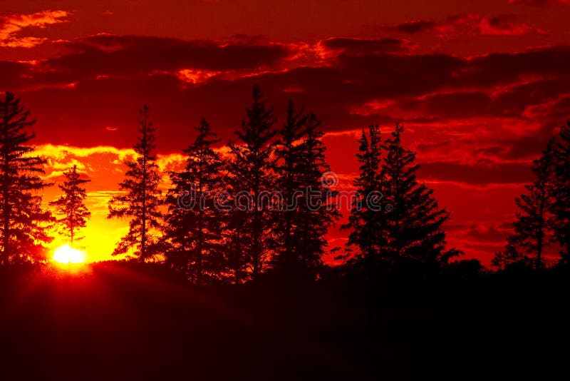 Sunset Pine Trees stock photo. Image of sunlight, sunrise - 21214106