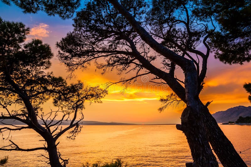 Sunset through pine trees stock photo. Image of landscape - 124884328