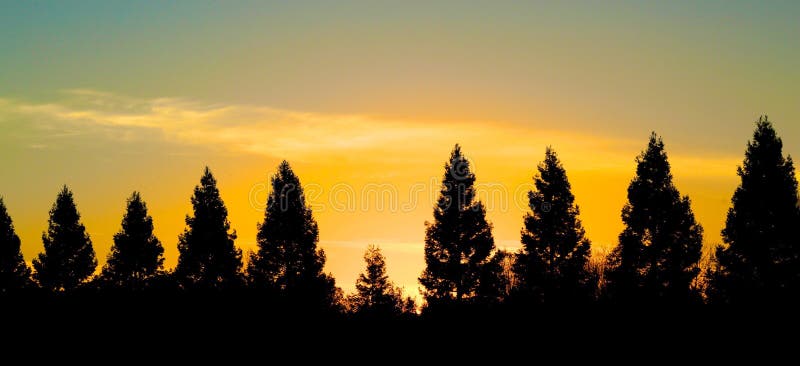 240+ Sunset pine trees Free Stock Photos - StockFreeImages