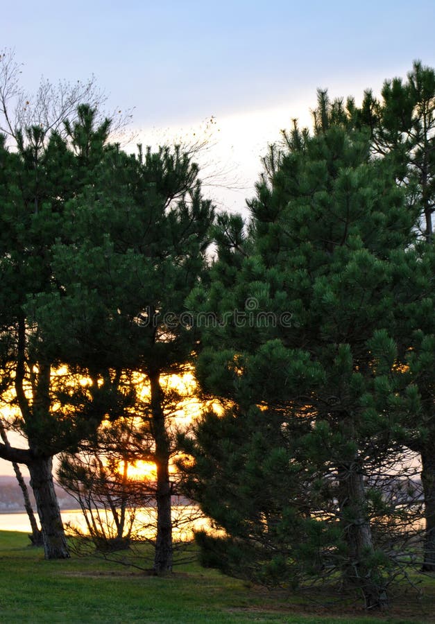 Sunset through the Pine Trees Stock Photo - Image of nature, rays ...