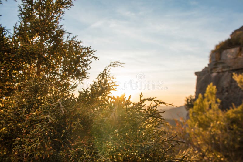 Sunset among Pine Trees, Texture of Tree Branches Stock Photo - Image ...