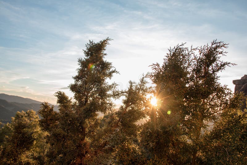 Sunset among Pine Trees, Texture of Tree Branches Stock Image - Image ...