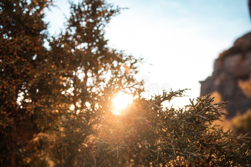 Sunset among Pine Trees, Texture of Tree Branches Stock Photo - Image ...