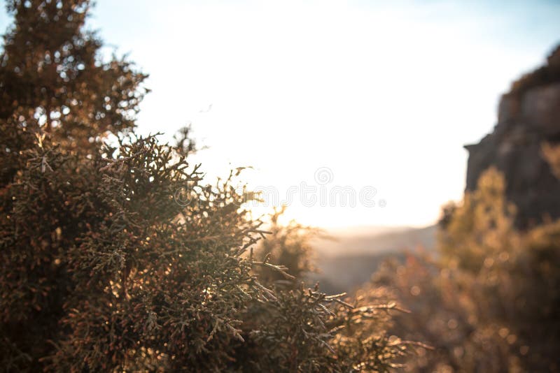 Sunset among Pine Trees, Texture of Tree Branches Stock Image - Image ...