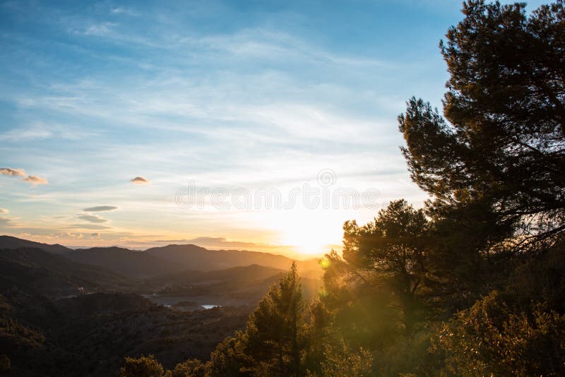 Sunset among Pine Trees, Texture of Tree Branches Stock Image - Image ...