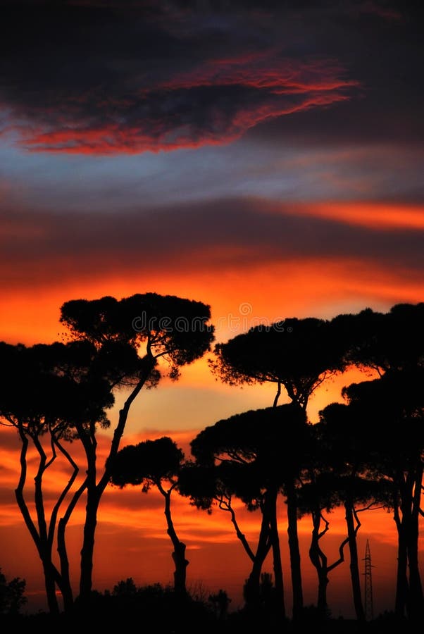 Sunset Pines stock photo. Image of pine, dusk, blue, summer - 14553616