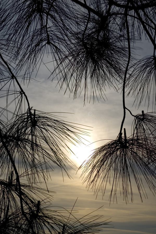 Sunset in the pines stock photo. Image of rest, forest - 855890