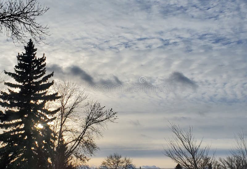 Sunset through Pines stock photo. Image of dusk, trees - 147661452