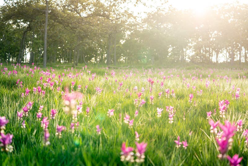 Sunset at Pink Flower Field in Thailand. Stock Photo - Image of garden ...
