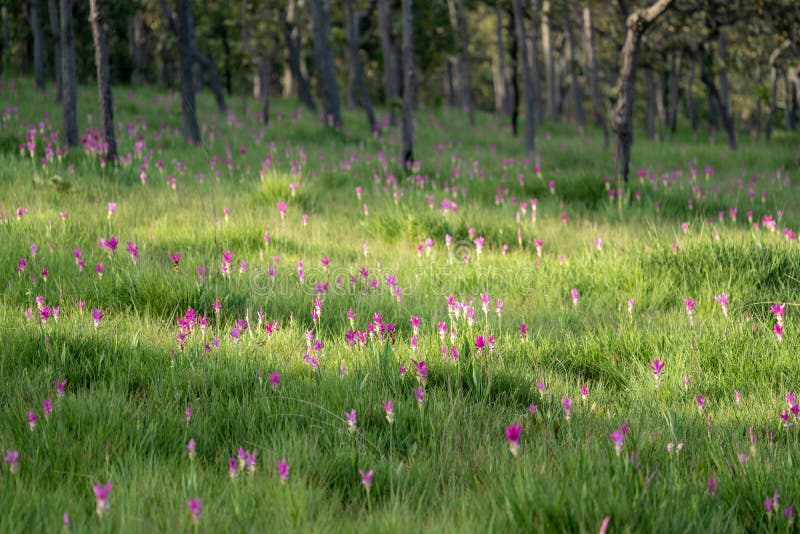 Sunset at Pink Flower Field in Thailand. Stock Photo - Image of garden ...