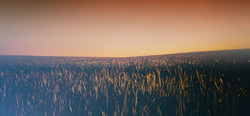 Sunset in the Plain. Summer Season Stock Image - Image of grass ...
