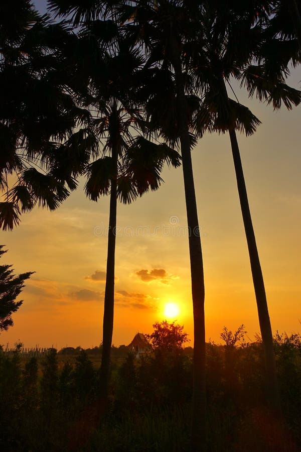 Sunset among plam trees stock image. Image of tree, trees - 330226173