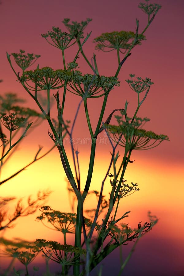 Sunset Plant stock image. Image of nature, plant, twilight - 37565395