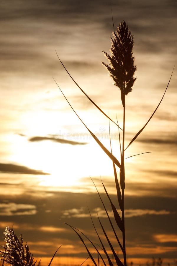 Sunset and Plant on the Coast of the Cantabrian Sea Stock Photo - Image ...