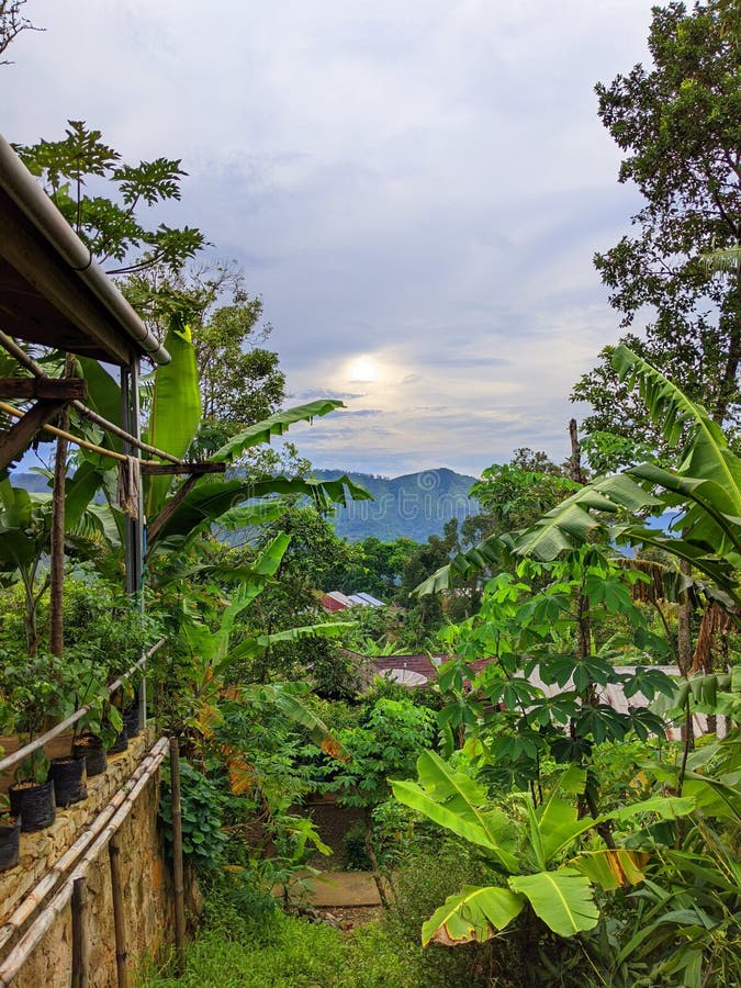 Sunset and plants stock image. Image of plantation, planta - 379307447