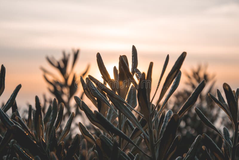 Sunset with plants stock photo. Image of outdoors, leaf - 155452412