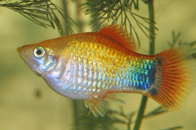 Sunset Play Fish stock photo. Image of male, colorful - 3883150