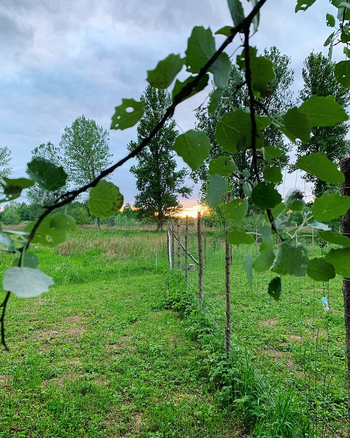 Sunset, Plot, Green Nature, Tree Branch with Leaves, Plot Fence, Lush ...