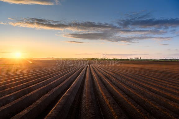 Sunset on Plowed Agricultural Field Stock Photo - Image of farmland ...