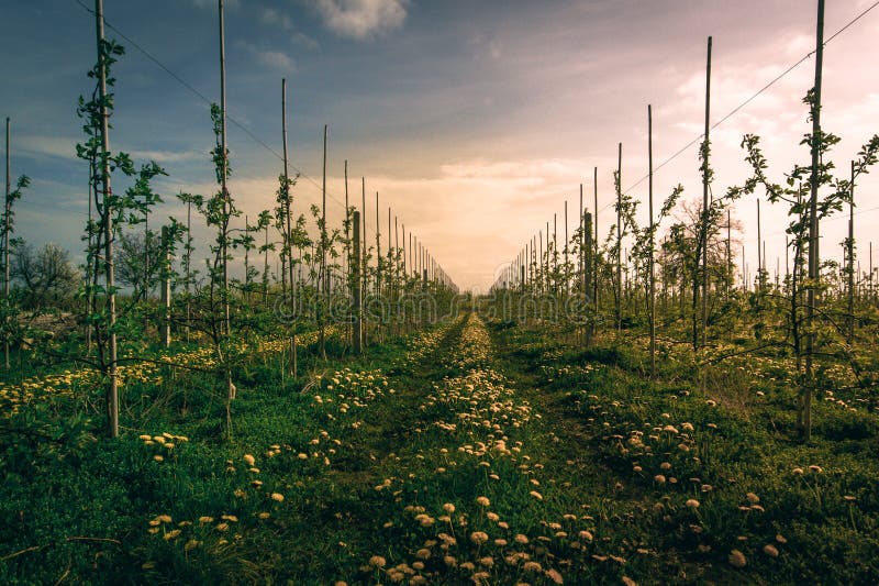 Sunset in Polish Apple Orchard Stock Photo - Image of grow, meadow ...