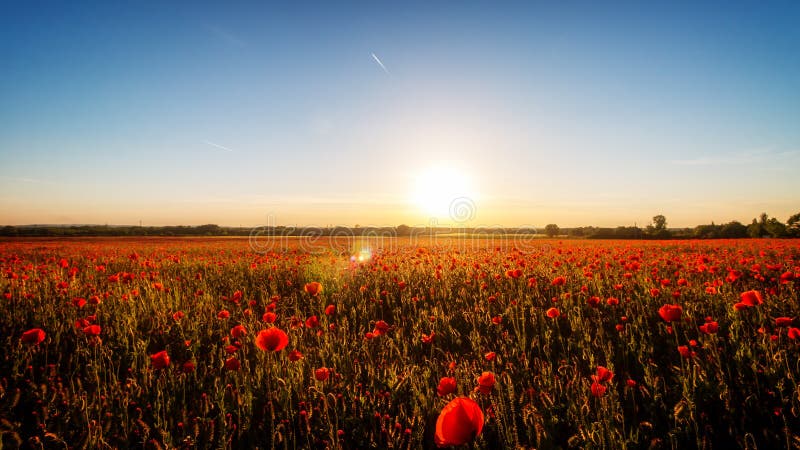 Sunset with poppies stock photo. Image of petal, blossom - 67468912
