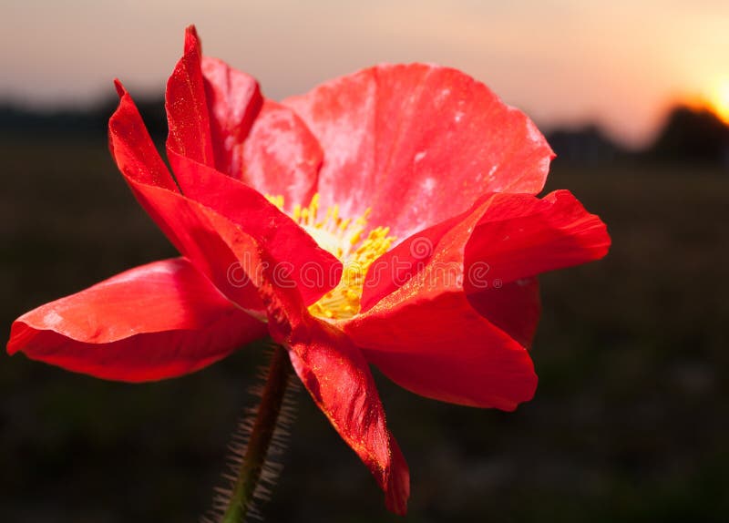 Sunset poppy stock image. Image of plant, poppy, twilight - 41241199